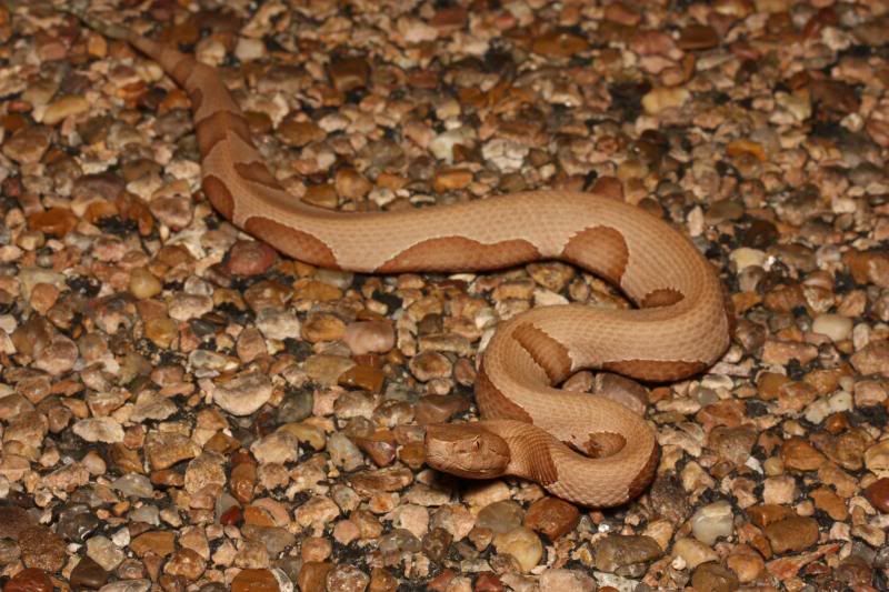 Copperhead morphs - Field Herp Forum